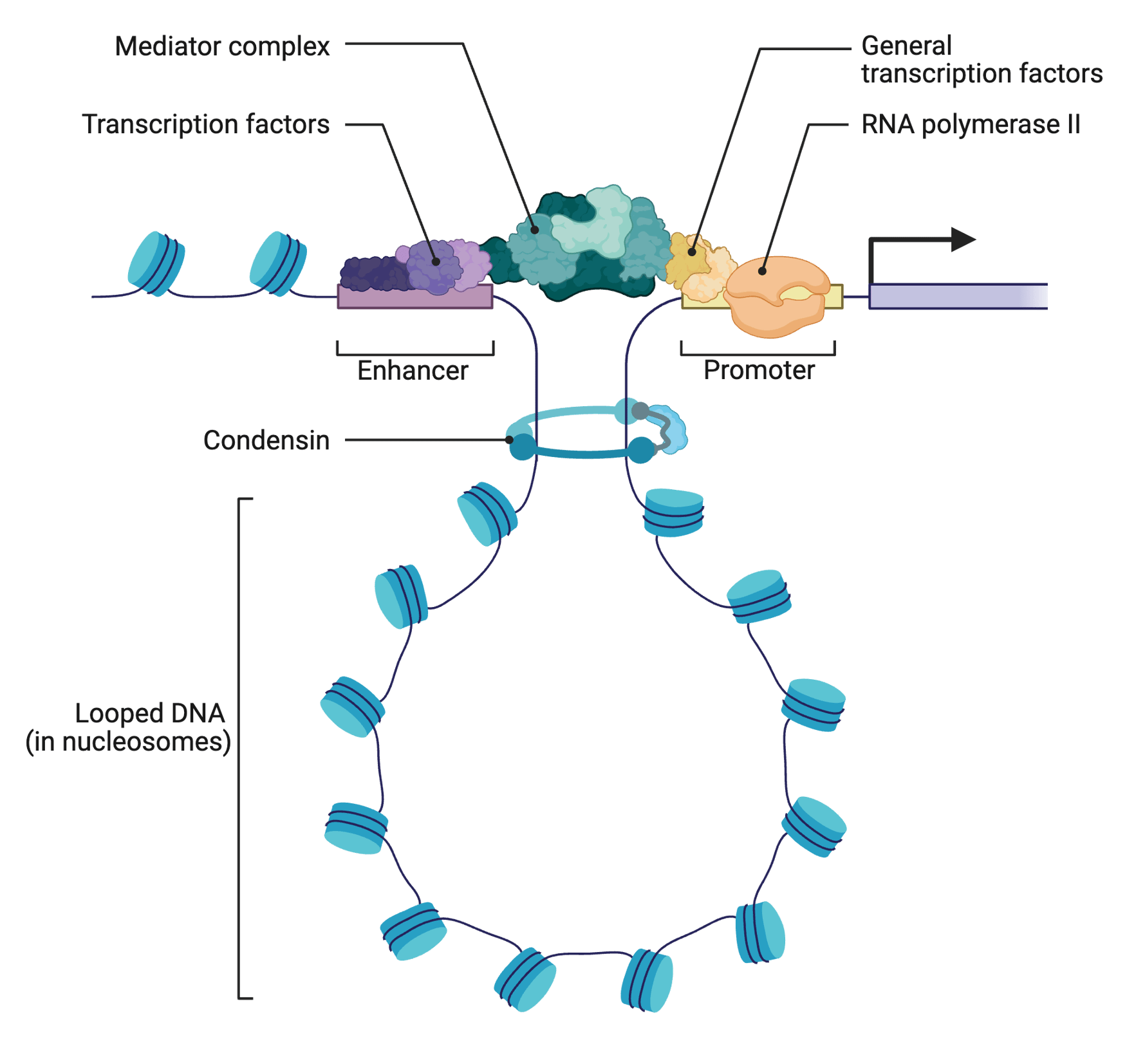 "Hall of Fame" AAV Enhancers from the Allen Institute for Brain Science